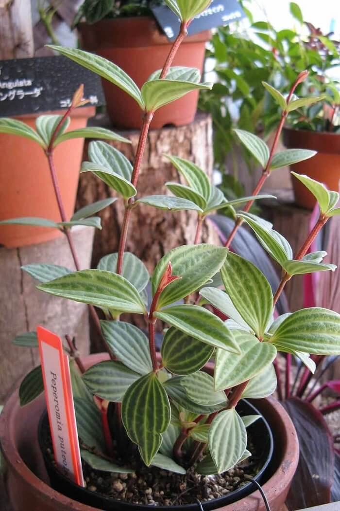 Peperomia: 21 Variétés, Achat, Entretien, Arrosage